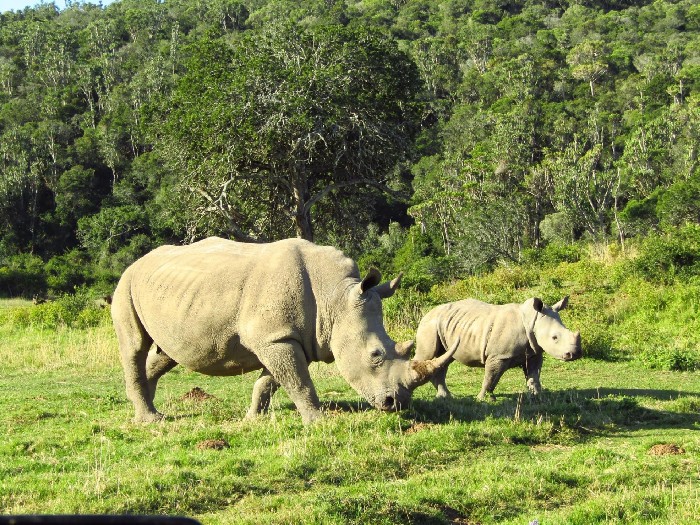5 Dagen Zuid-Afrikaanse Safari